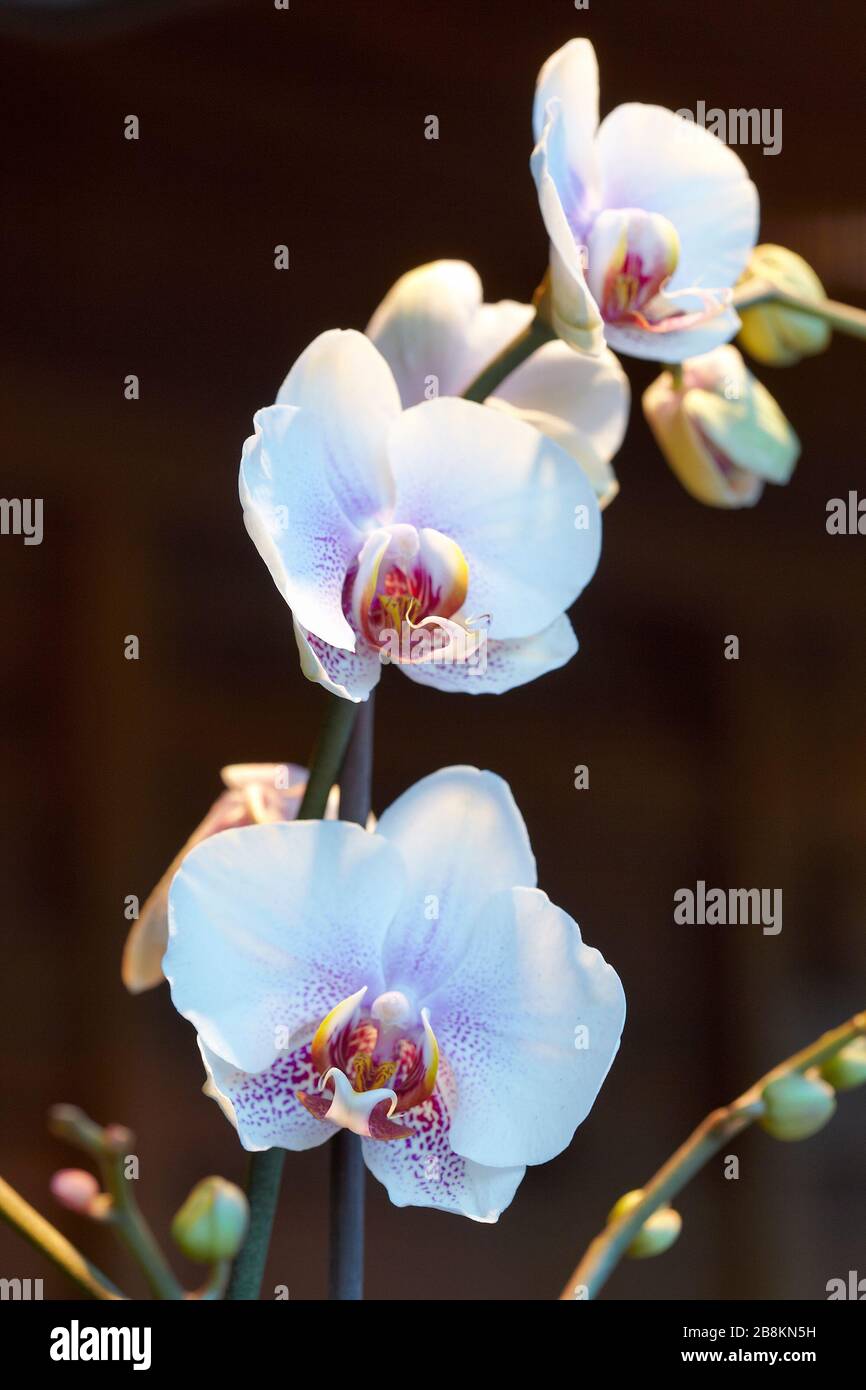 Beautiful delicate orchid flowers shot in soft light Stock Photo - Alamy
