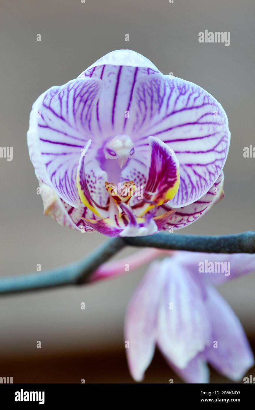 Beautiful delicate orchid flowers shot in soft light Stock Photo - Alamy