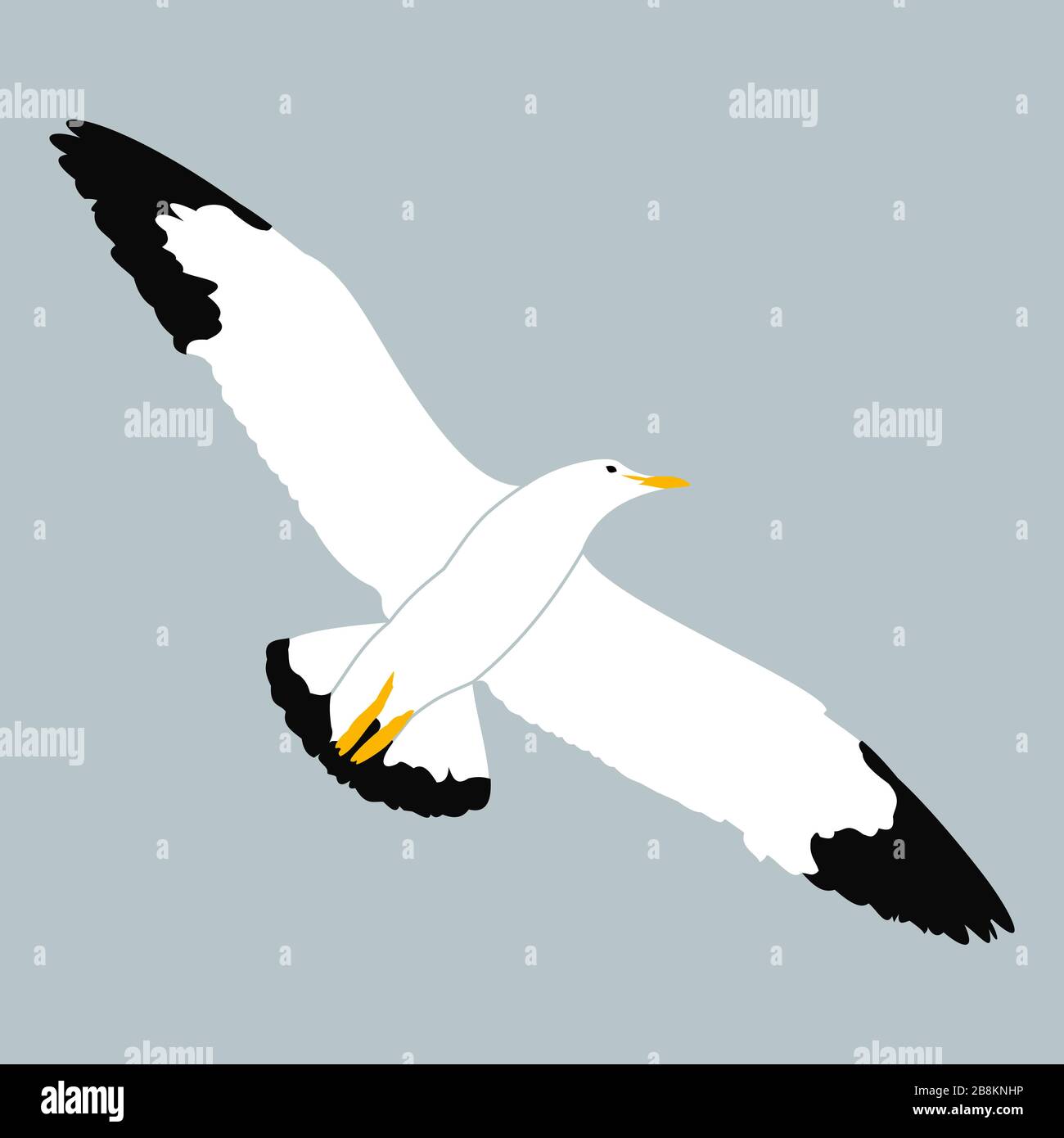 Flying white seagull with black wing tips and orange beak and legs ...