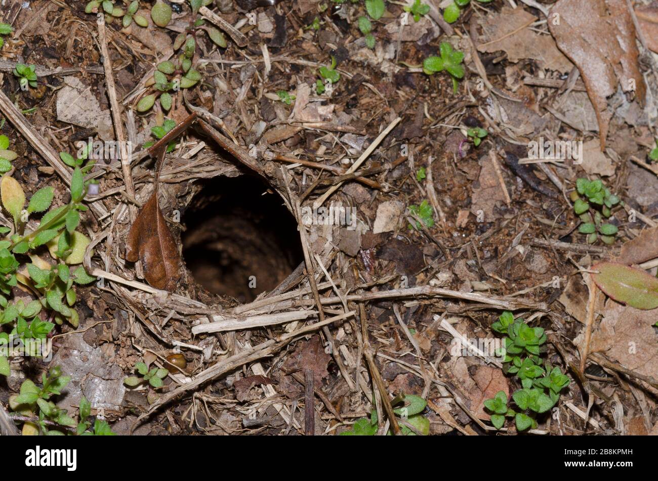 Wolf Spider Burrow High Resolution Stock Photography and Images - Alamy