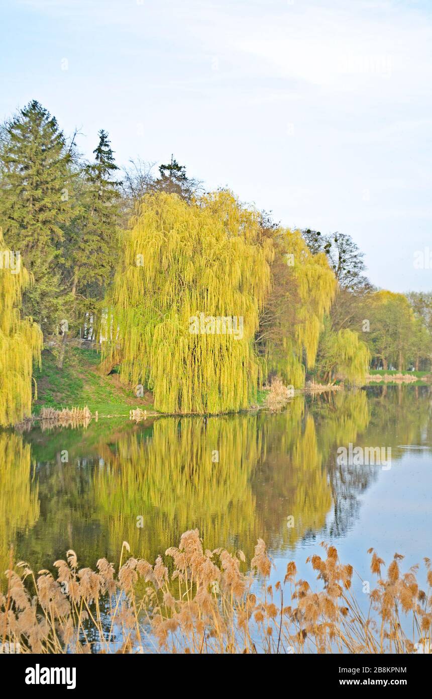 Weeping willow in park hi-res stock photography and images - Alamy