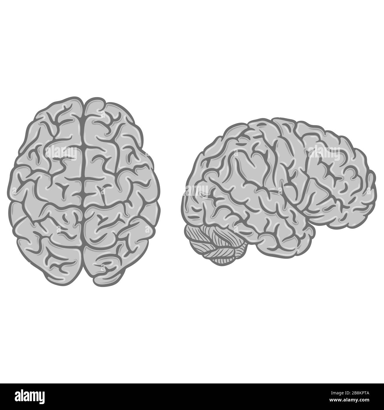 Gray brain silhouettes set Stock Vector Image & Art - Alamy