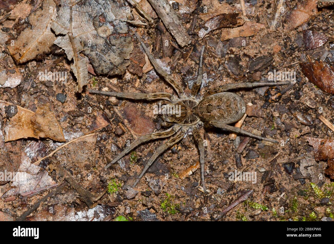 Wolf Spider, Hogna baltimoriana, female Stock Photo - Alamy