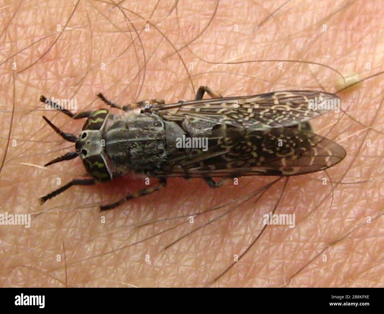 Blinde fliege hi-res stock photography and images - Alamy