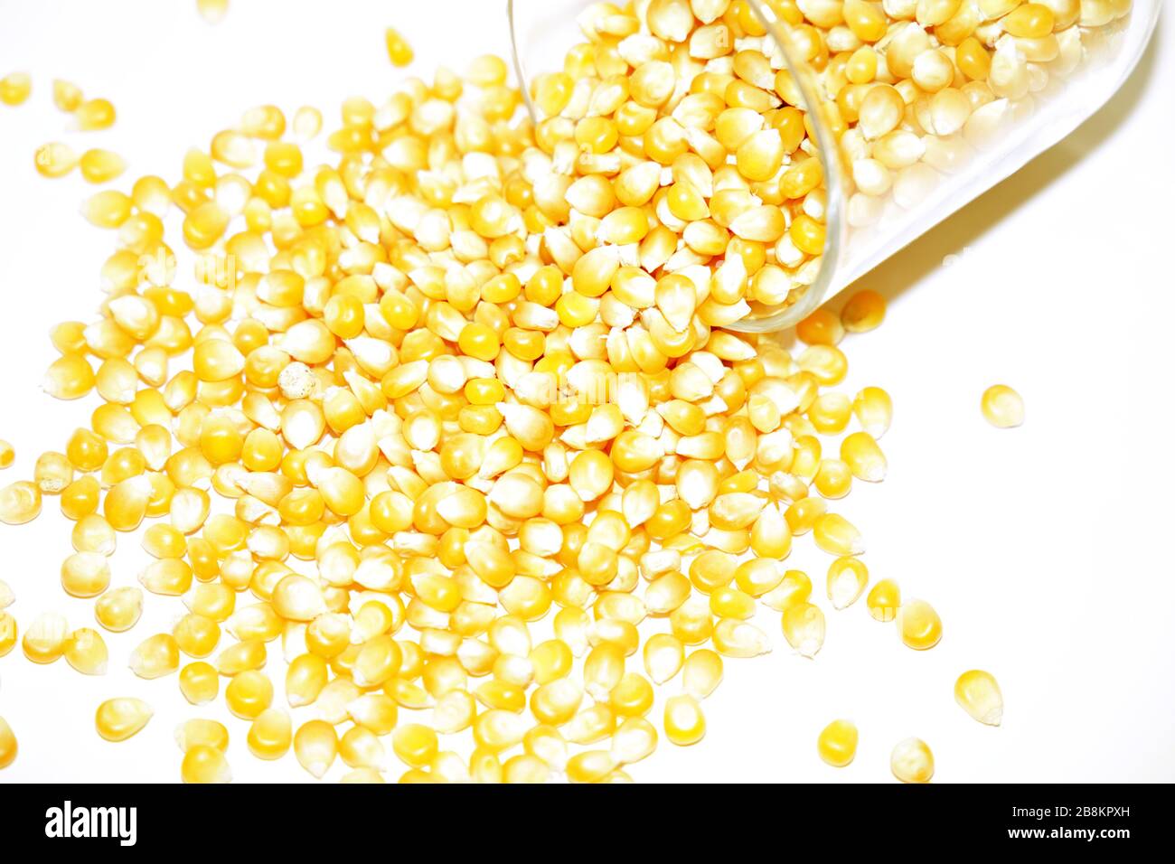 Corn with on a white background. creative photo Stock Photo - Alamy