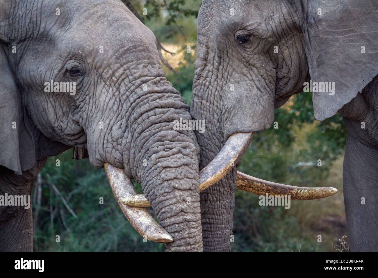 Close-up of two African bush elephant head bonding in Kruger National ...