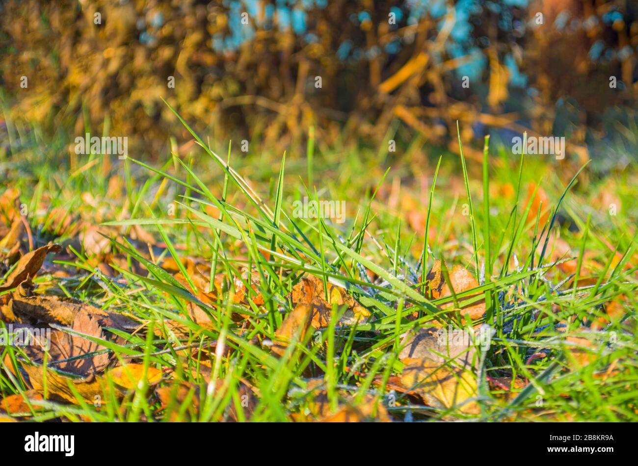 Orange Carpet Texture High Resolution Stock Photography and Images - Alamy