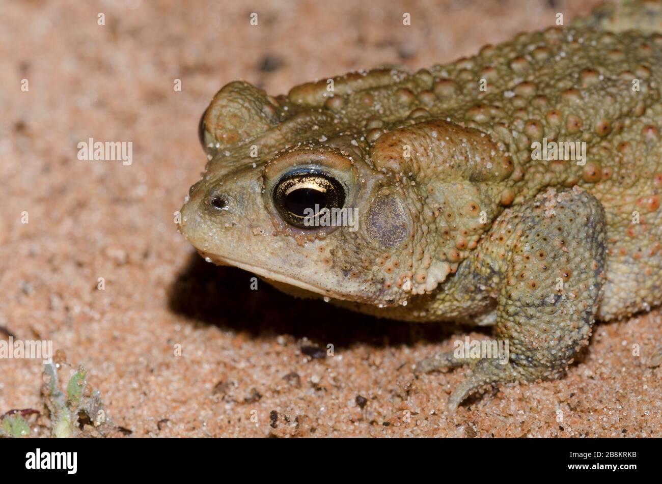 American Toad, Anaxyrus americanus Stock Photo - Alamy