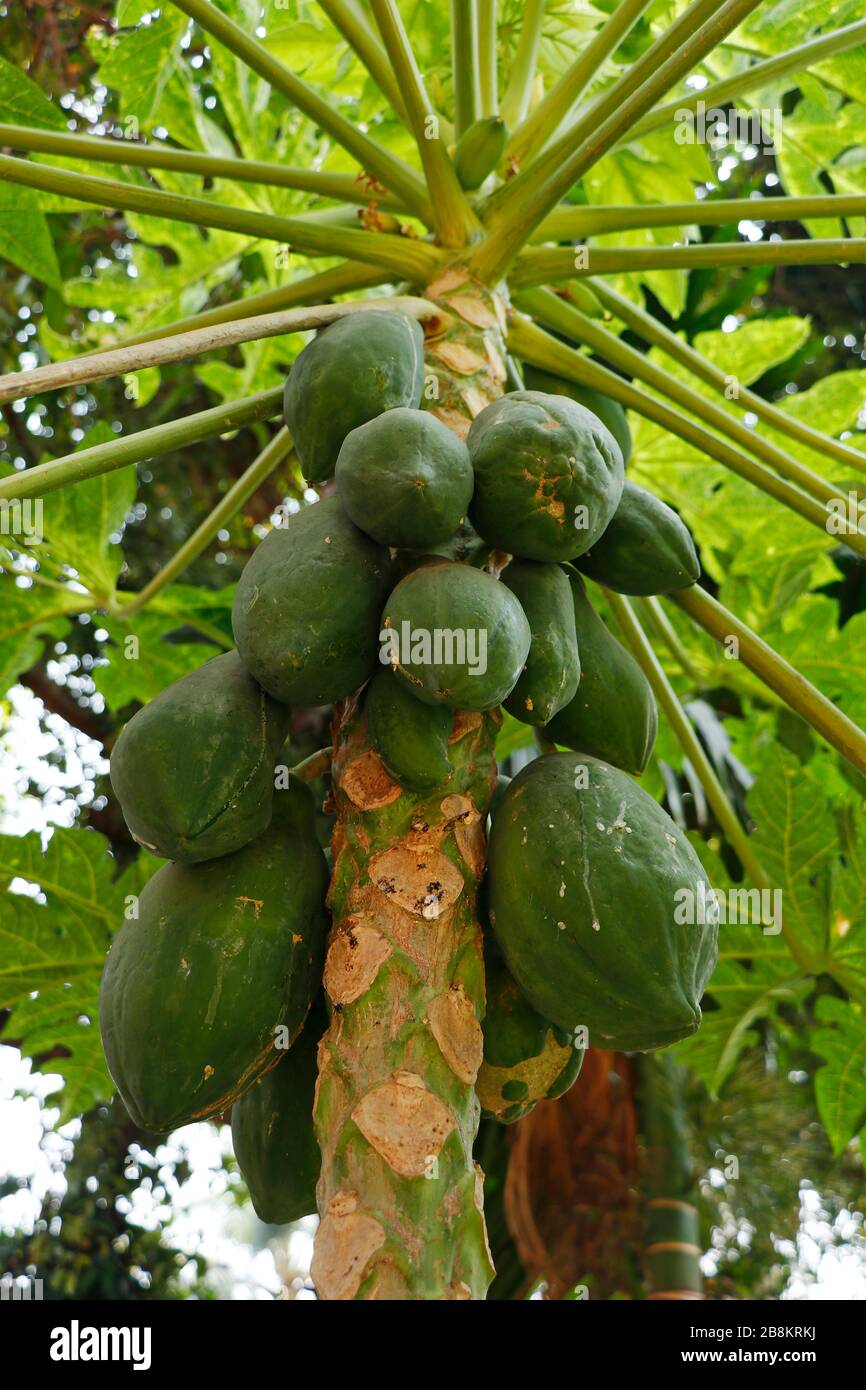 Papa leaf hi-res stock photography and images - Alamy