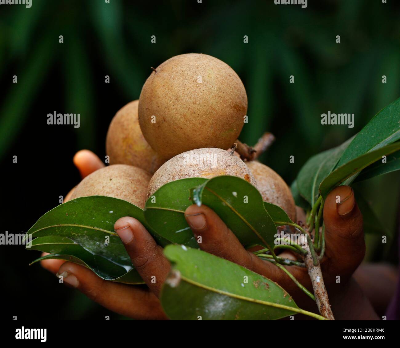 man holding a batch of sapota fruits Stock Photo - Alamy