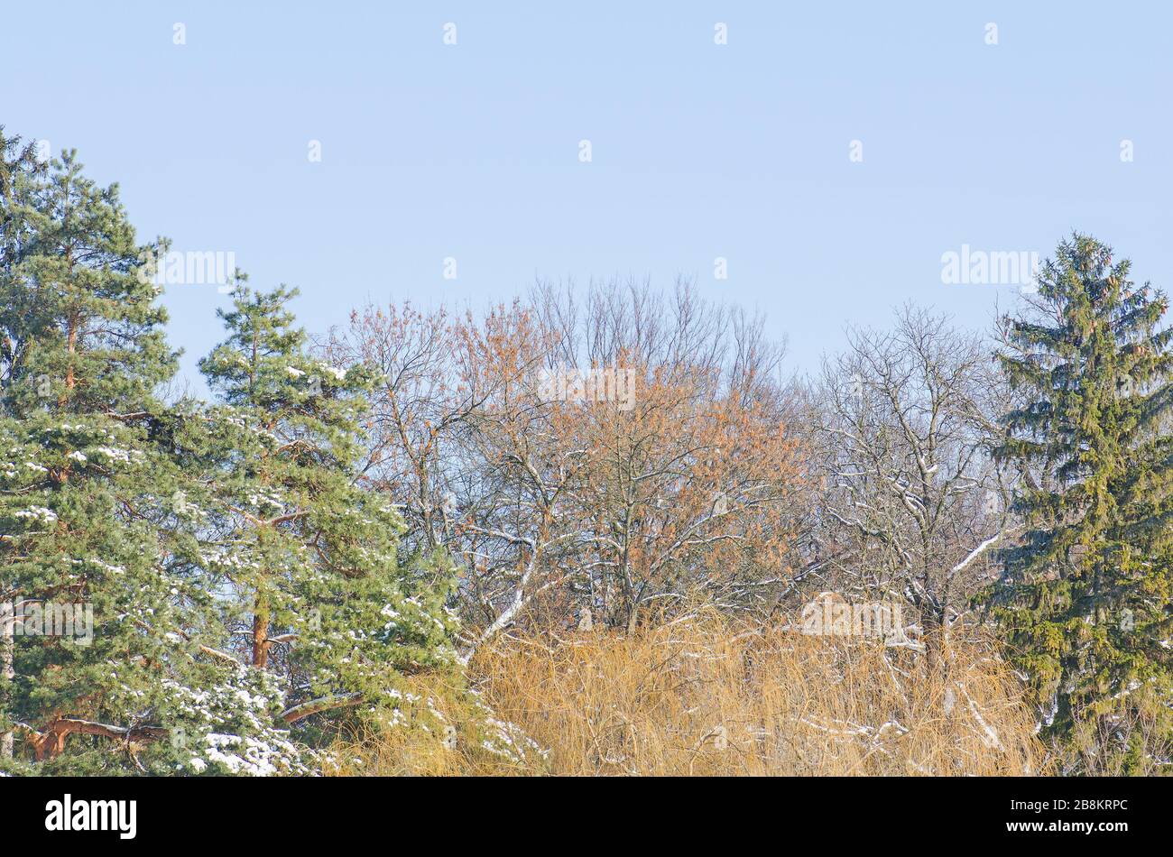 Winter landscape with different types of trees Stock Photo - Alamy