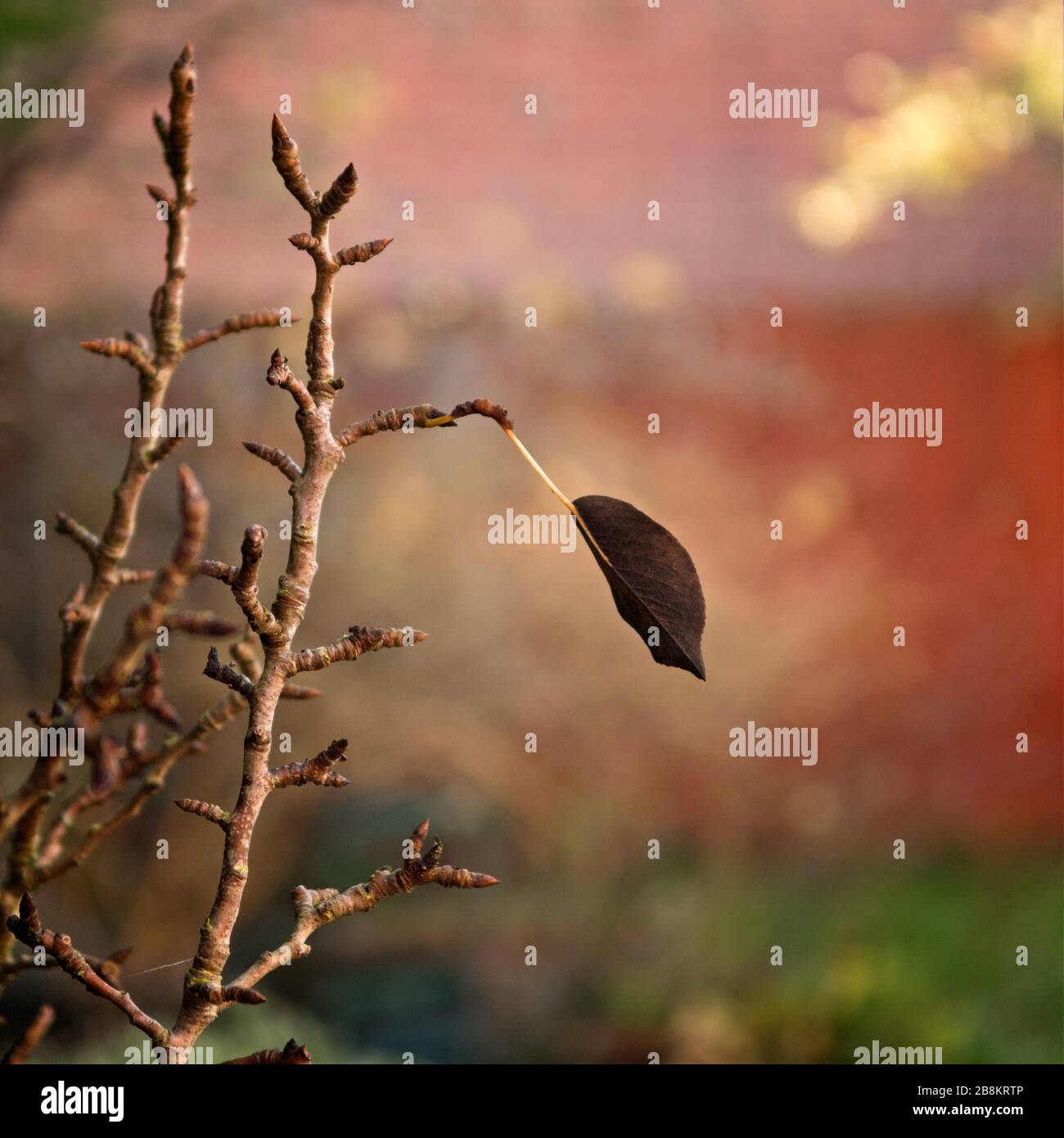 Individual single autumn fall leaf hi-res stock photography and images ...