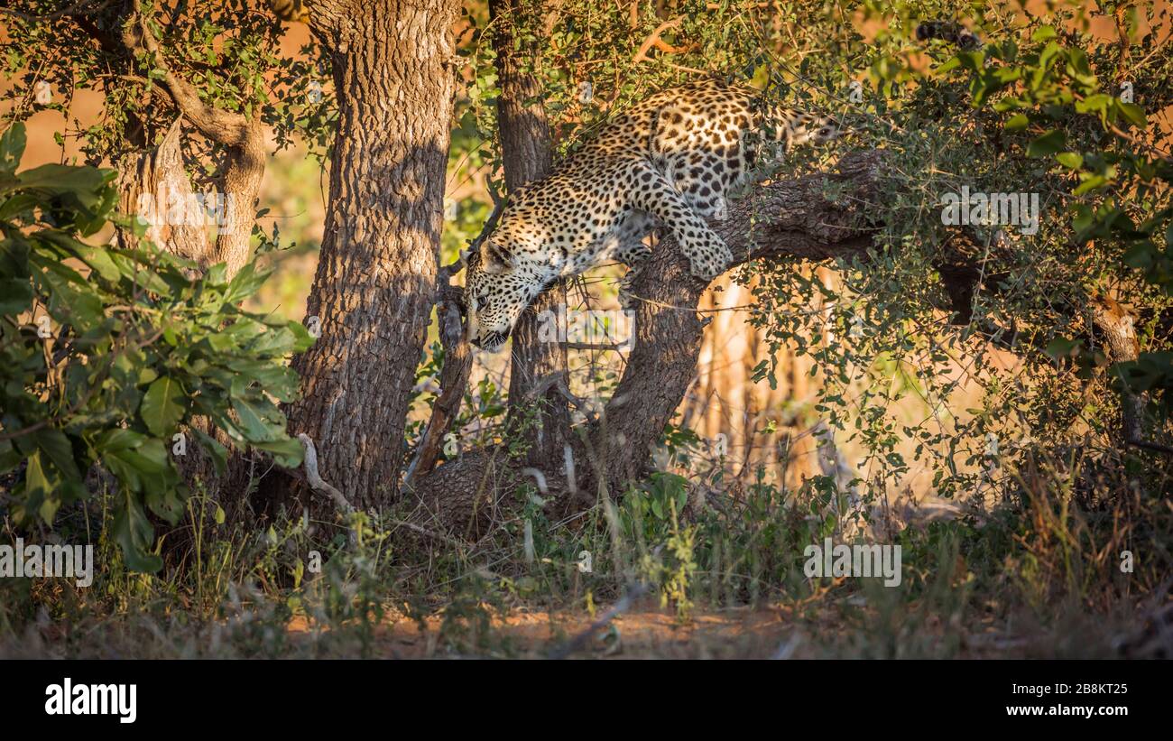 Leopard jumping tree hi-res stock photography and images - Alamy