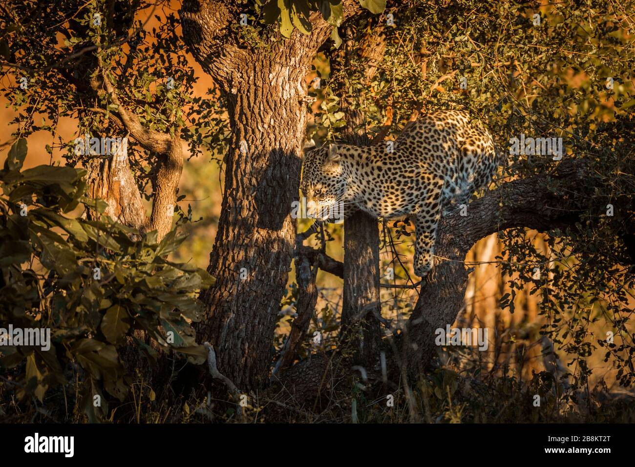 Leopard jumping down a tree in Kruger National park, South Africa ...