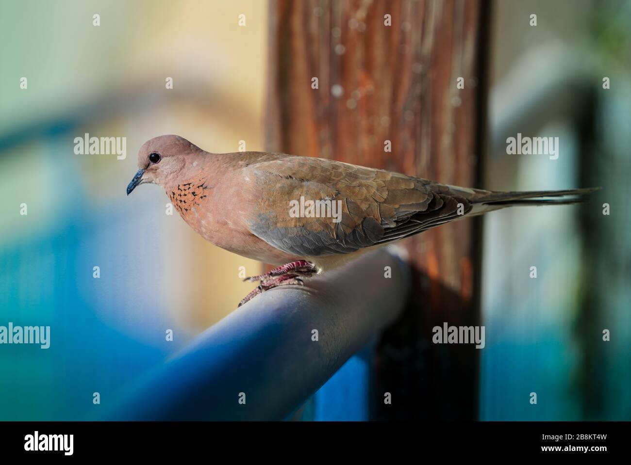 dove wild or spinopelvic Chinensis or mountain dove or pearl-necked dove or spotted turtle-dove ...
