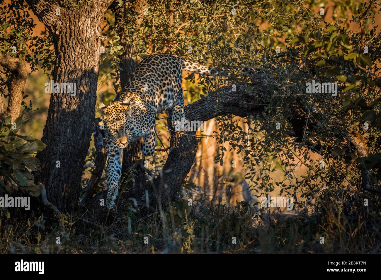 Leopard jumping down a tree in Kruger National park, South Africa ...