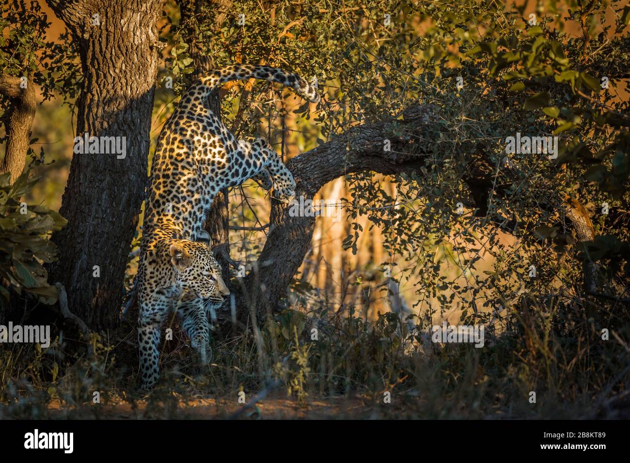 Leopard jumping tree hi-res stock photography and images - Alamy