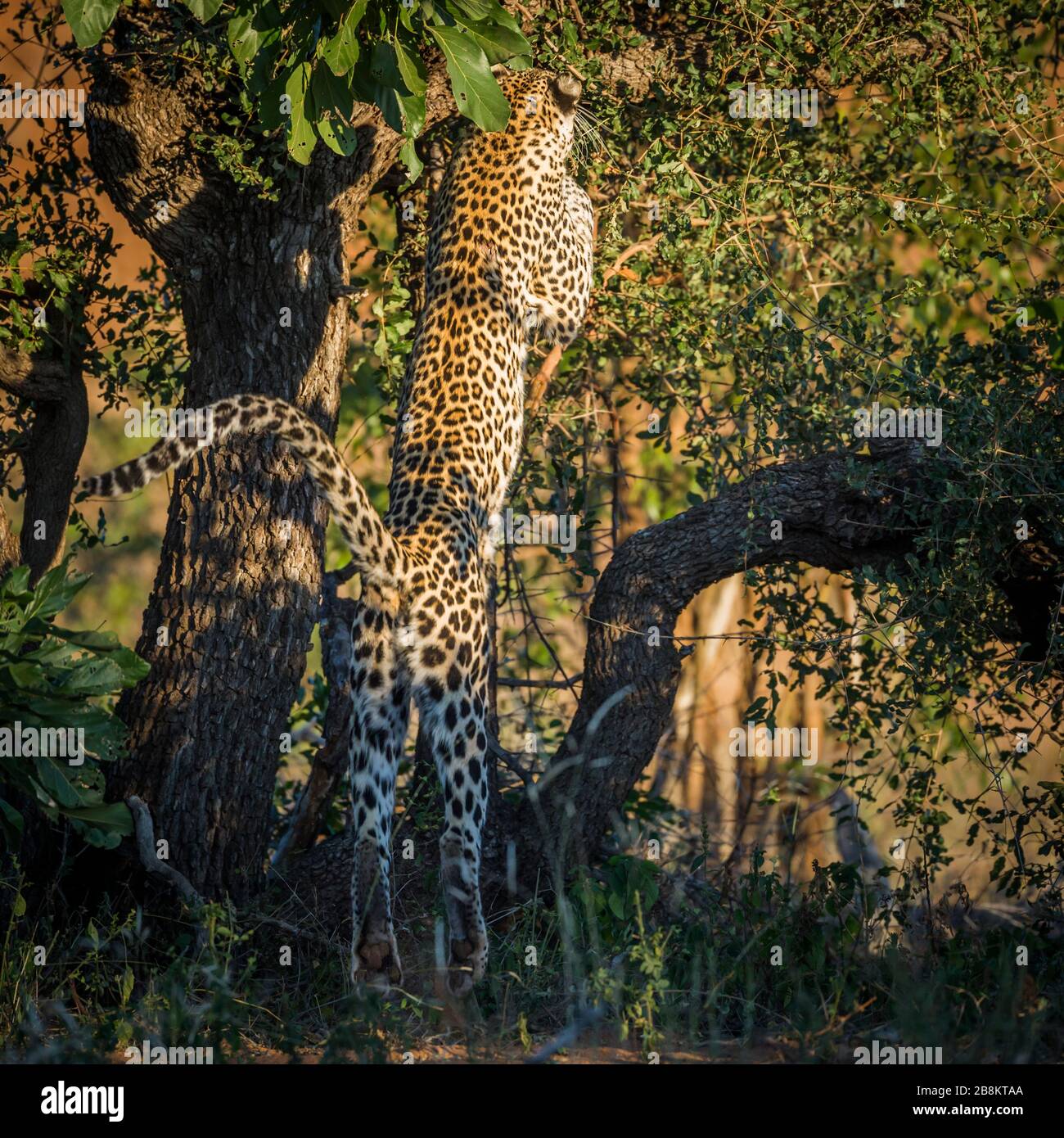 Leopard jumping tree hi-res stock photography and images - Alamy