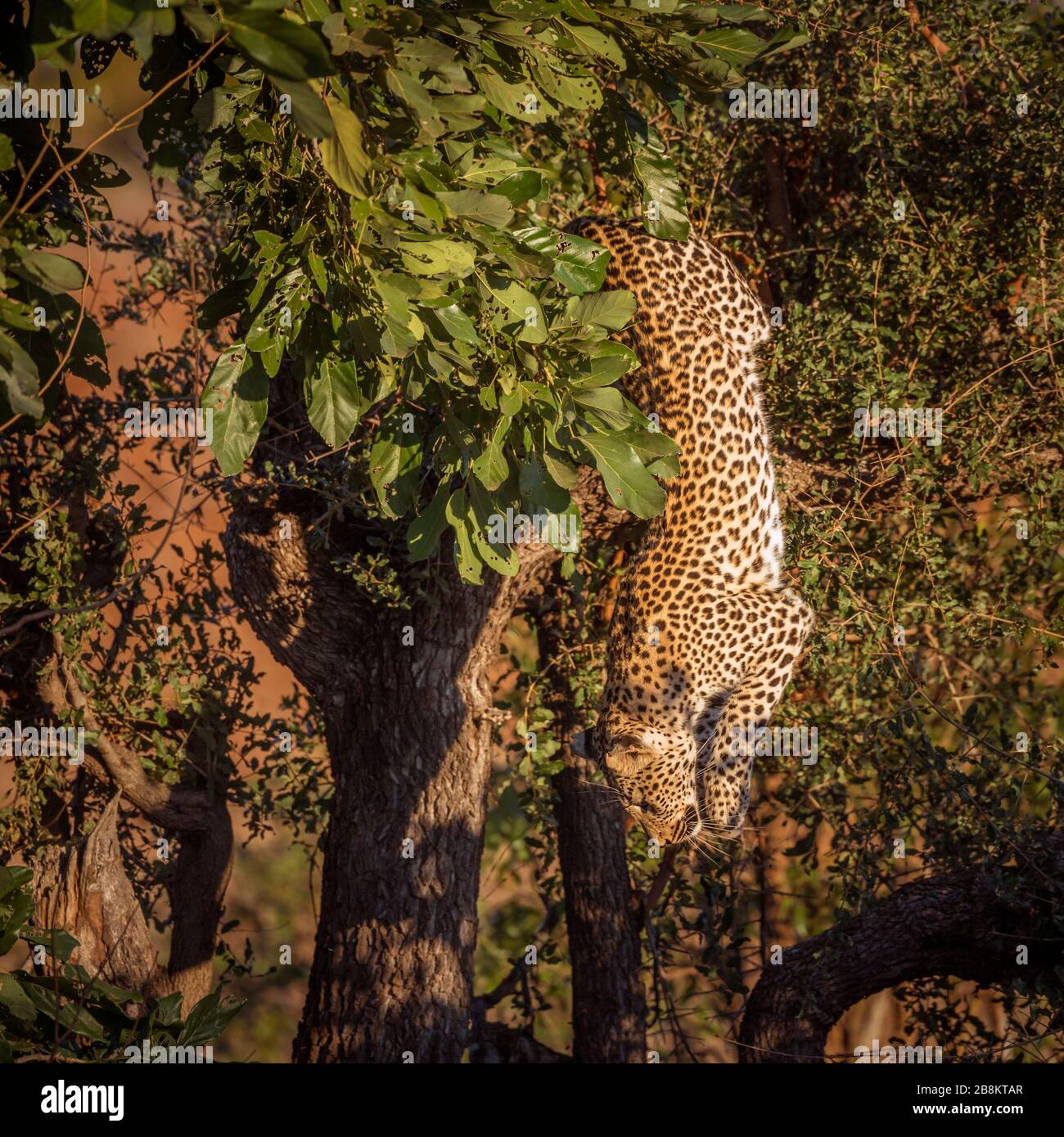 Leopard jumping tree hi-res stock photography and images - Alamy