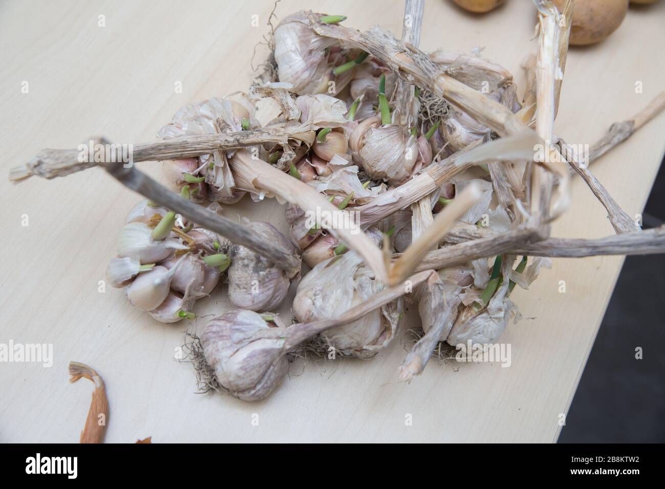 Garlic with skin and peeling on a white background . long stalks of ...