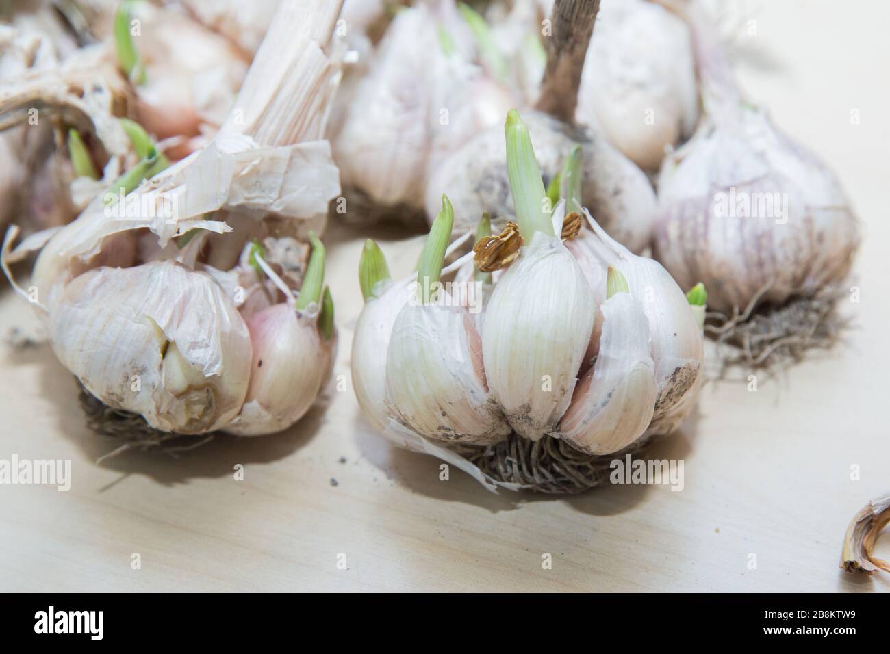 Garlic with skin and peeling on a white background . long stalks of ...