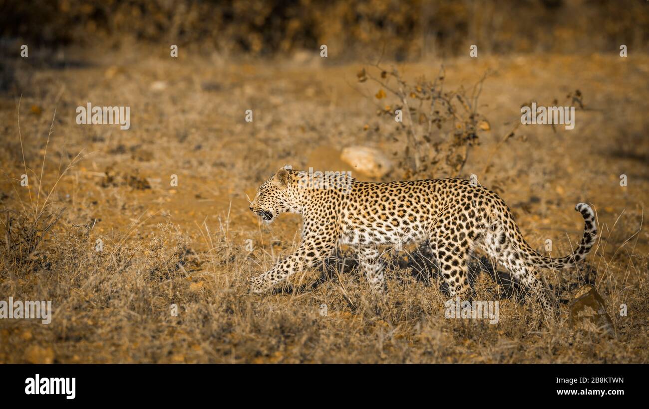 Leopard walking in the bush in Kruger National park, South Africa ...