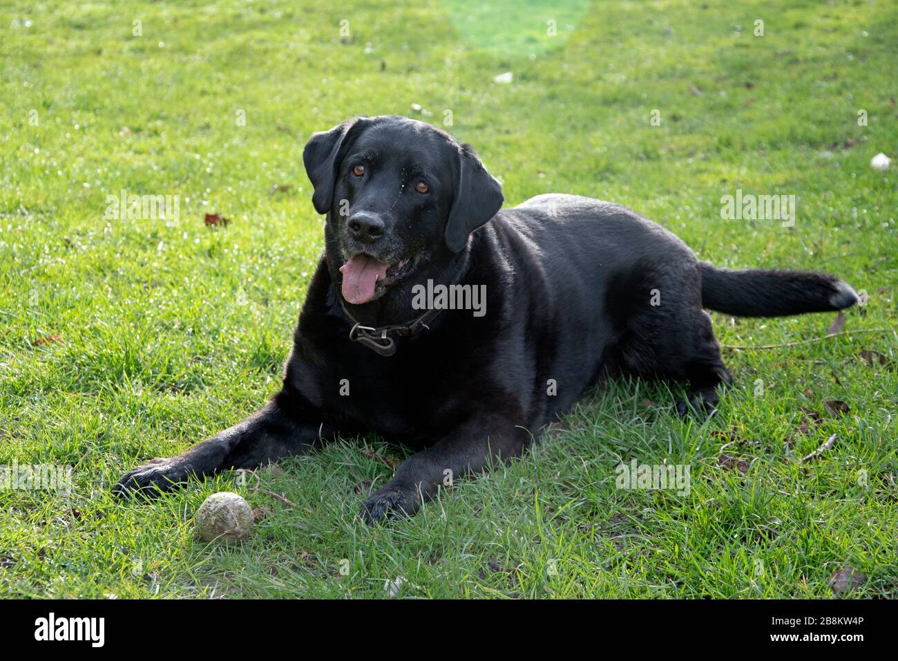 Black labrador on green lawn with ball Stock Photo - Alamy