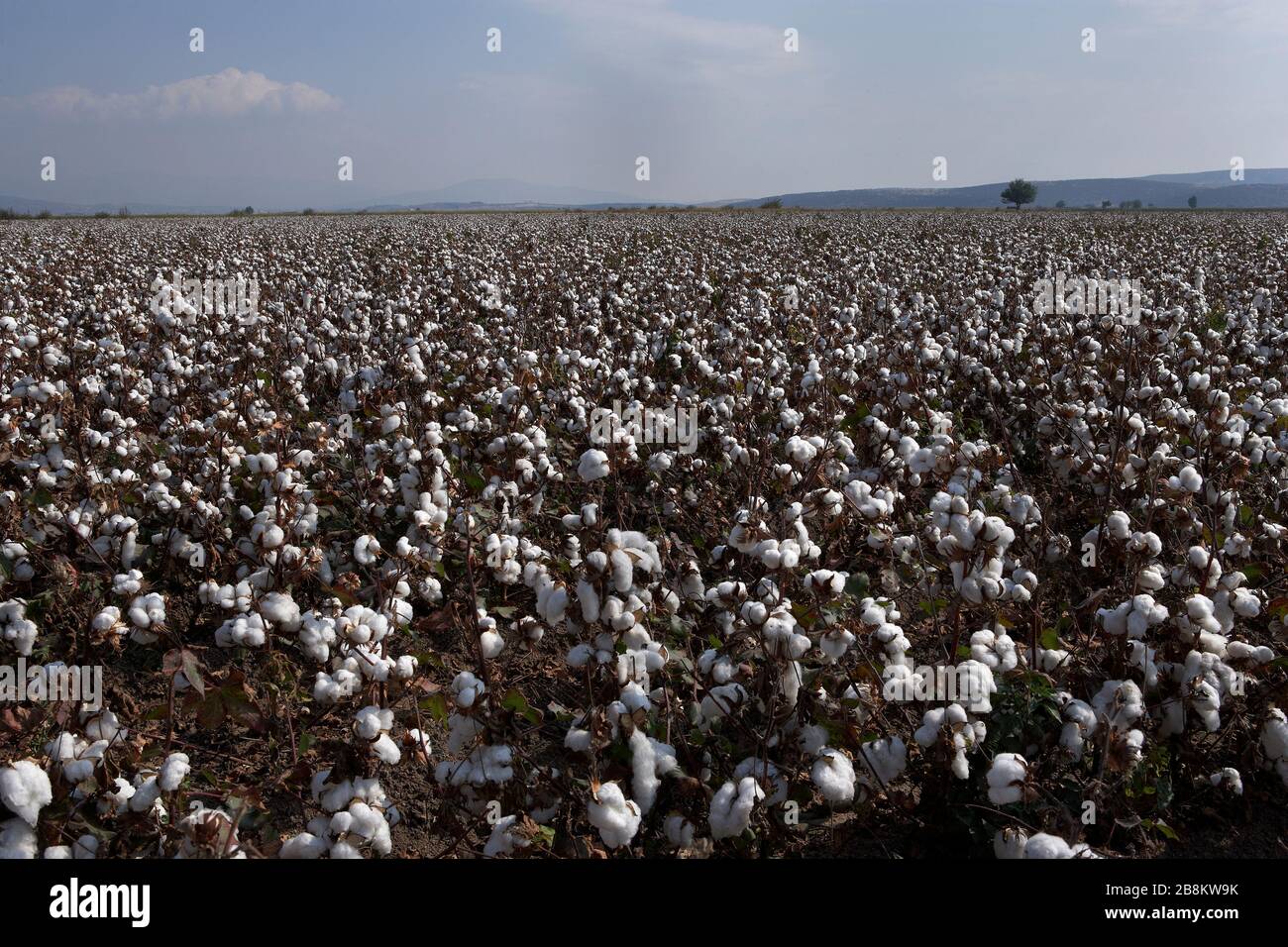Cotton fields ready for harvesting Stock Photo - Alamy
