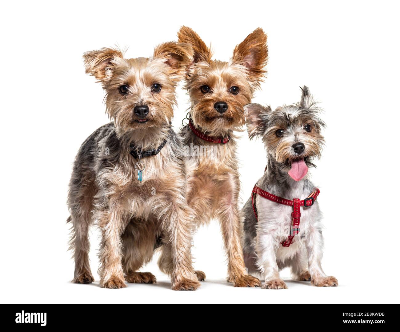 Yorkie Rottweiler Mix