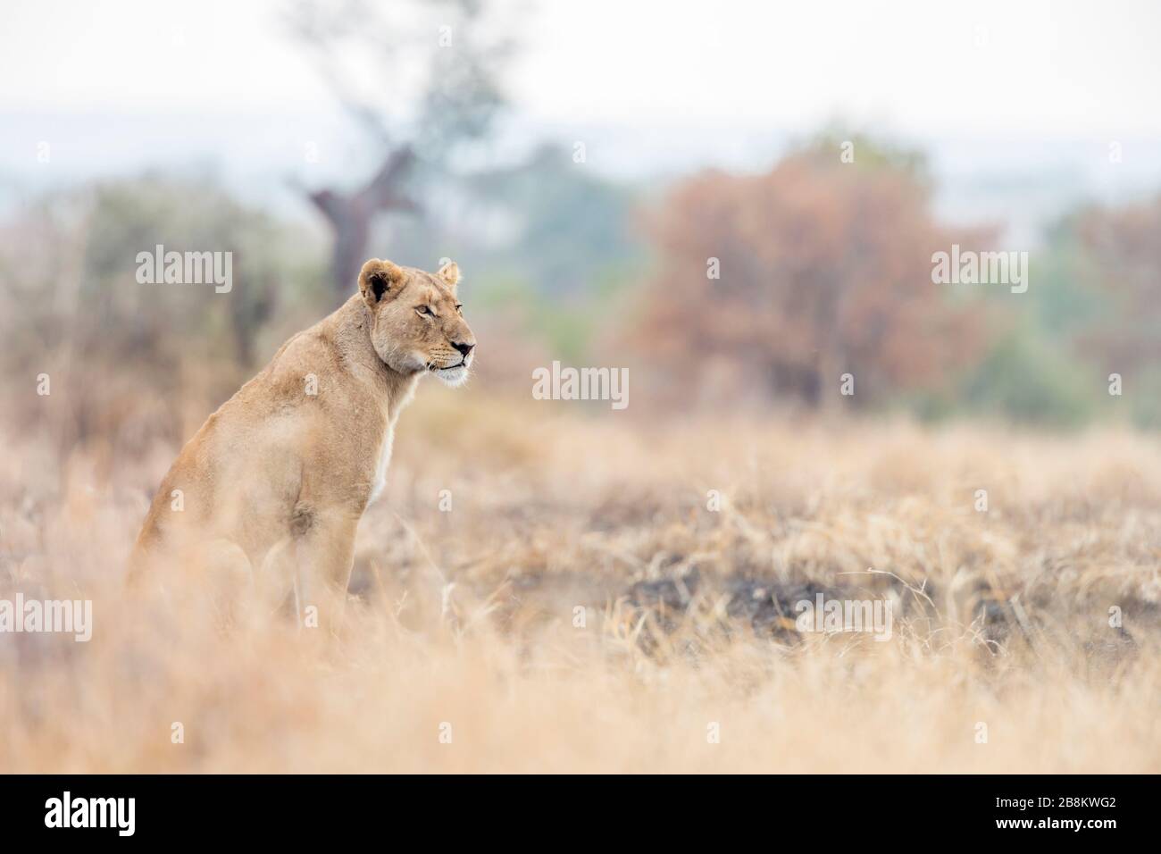 Lion seated hi-res stock photography and images - Alamy