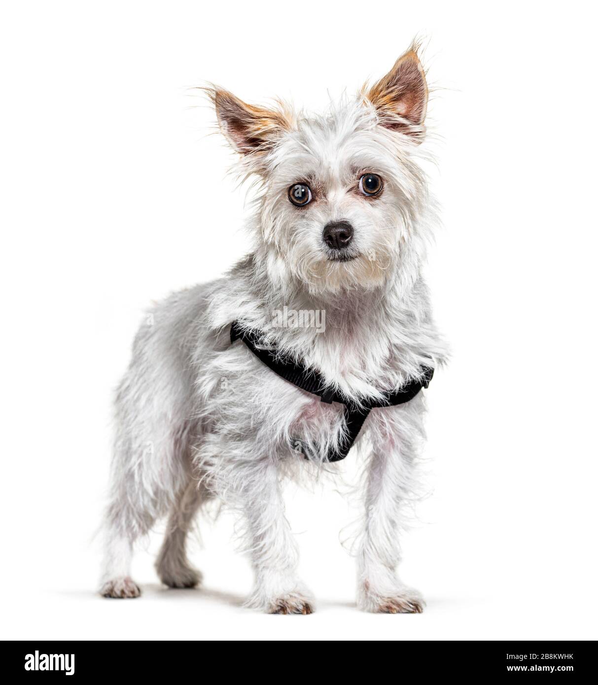 Crossbreed dog wearing an harness Stock Photo - Alamy