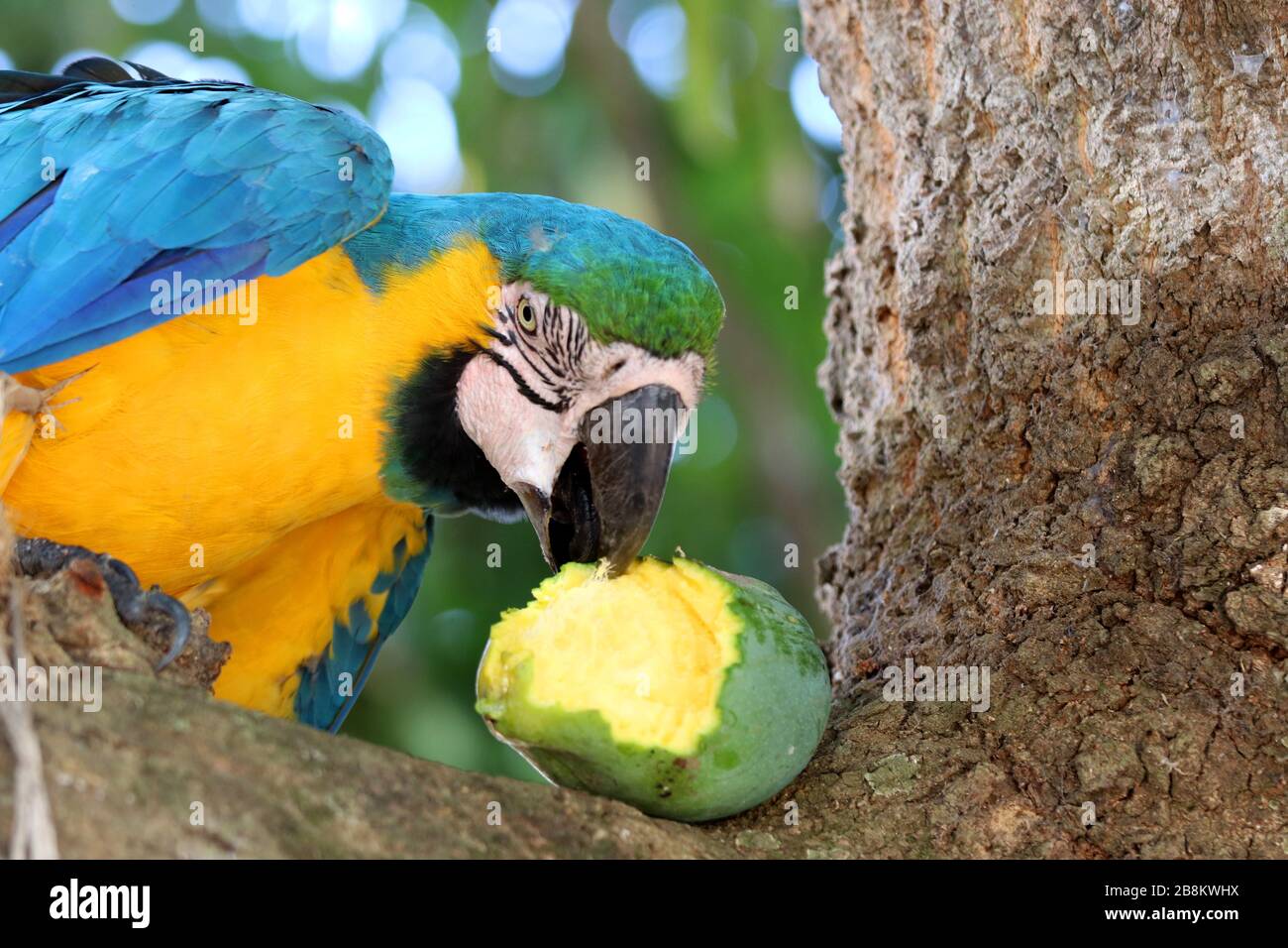 blue-and-yellow macaw (Ara ararauna) - Pantanal, Mato Grosso, Brazil Stock Photo - Alamy