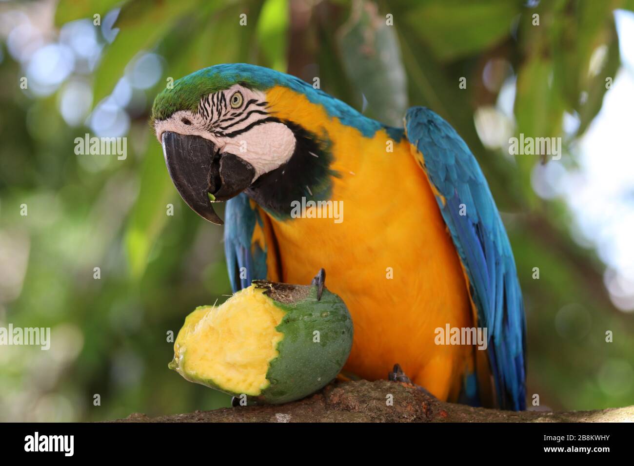 blue-and-yellow macaw (Ara ararauna) - Pantanal, Mato Grosso, Brazil Stock Photo - Alamy
