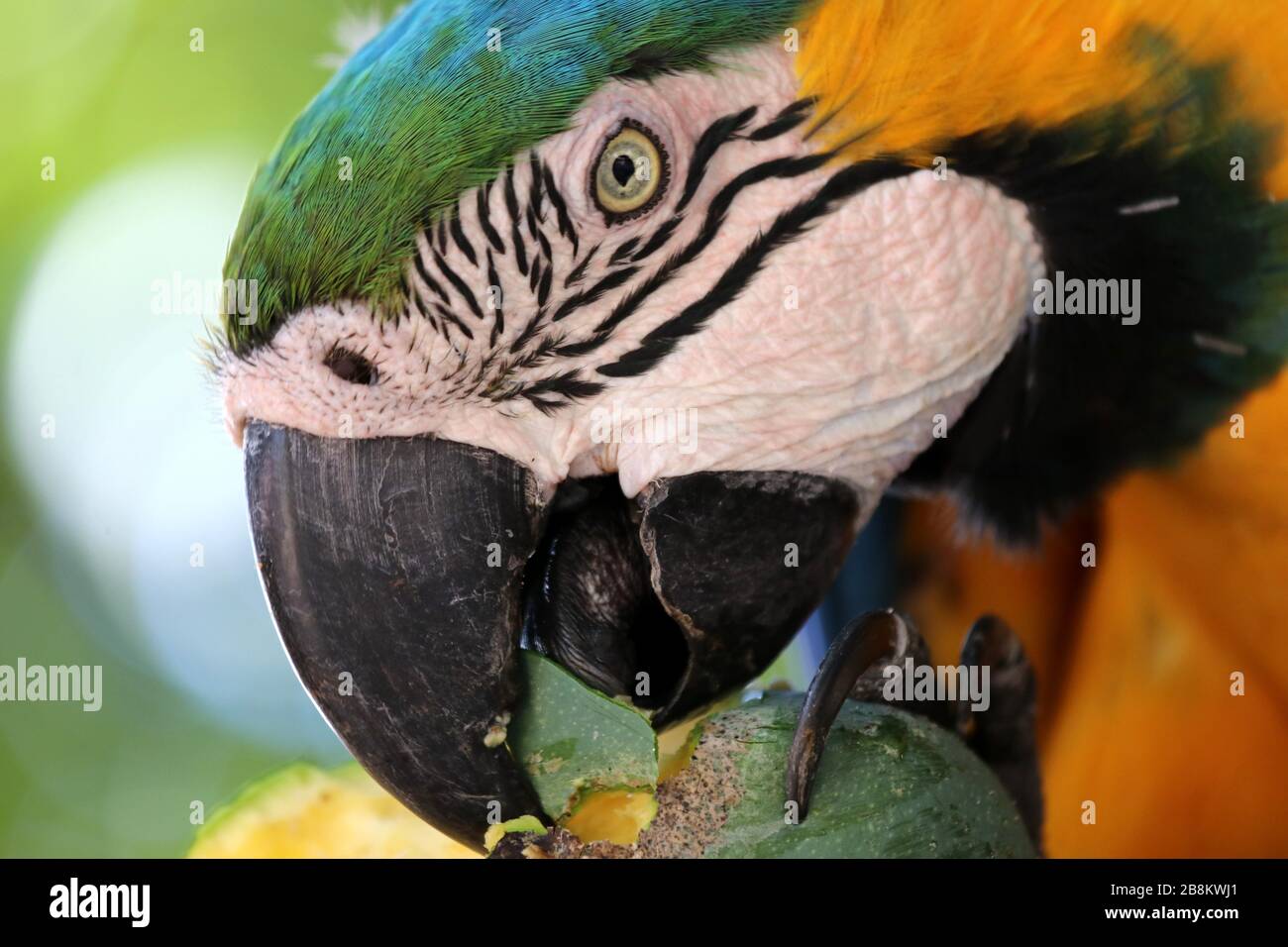 blue-and-yellow macaw (Ara ararauna) - Pantanal, Mato Grosso, Brazil Stock Photo - Alamy