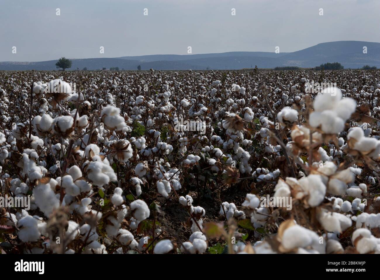 Cotton fields ready for harvesting Stock Photo - Alamy