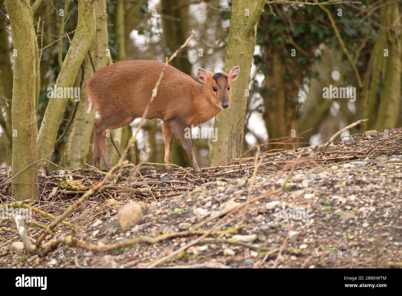 Female Muntjac on the edge of a forest in winter. Hertfordshire ...