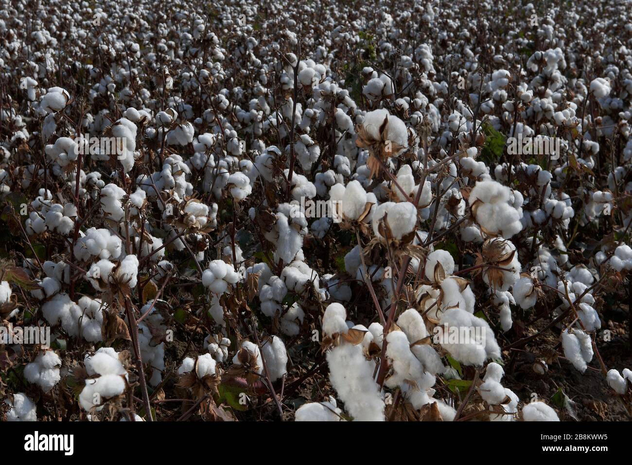 Australian cotton hi-res stock photography and images - Alamy