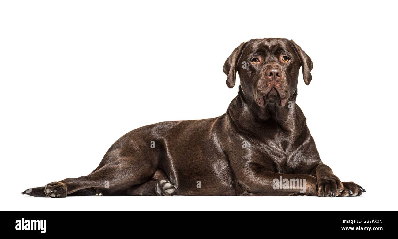 SIde view of a lying down Chocolate Labrador, isolated on white Stock ...