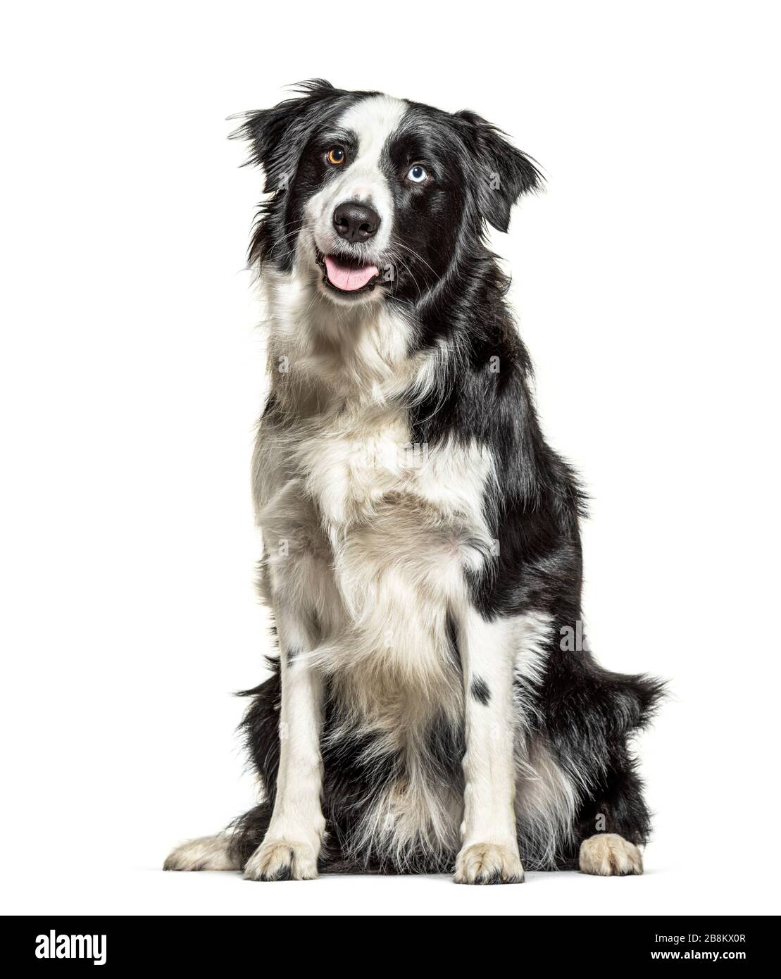 Panting black and white Border Collie, minnow eyes, isolated Stock ...