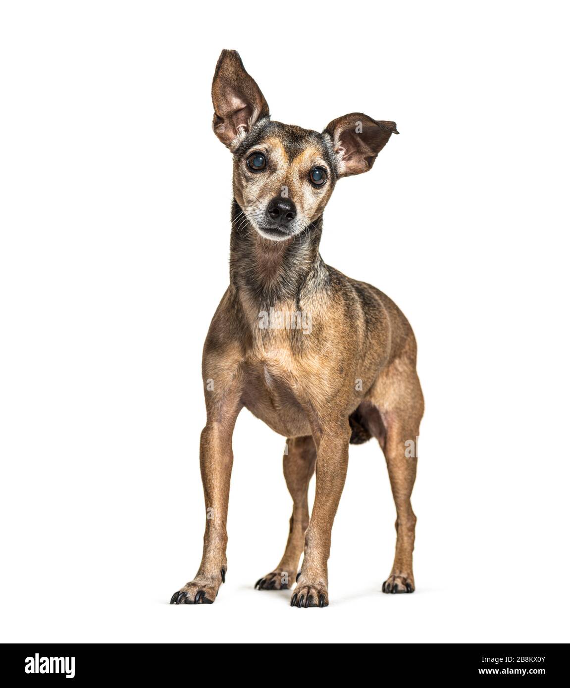 Old standing Miniature Pinscher graying, isolated on white Stock Photo ...