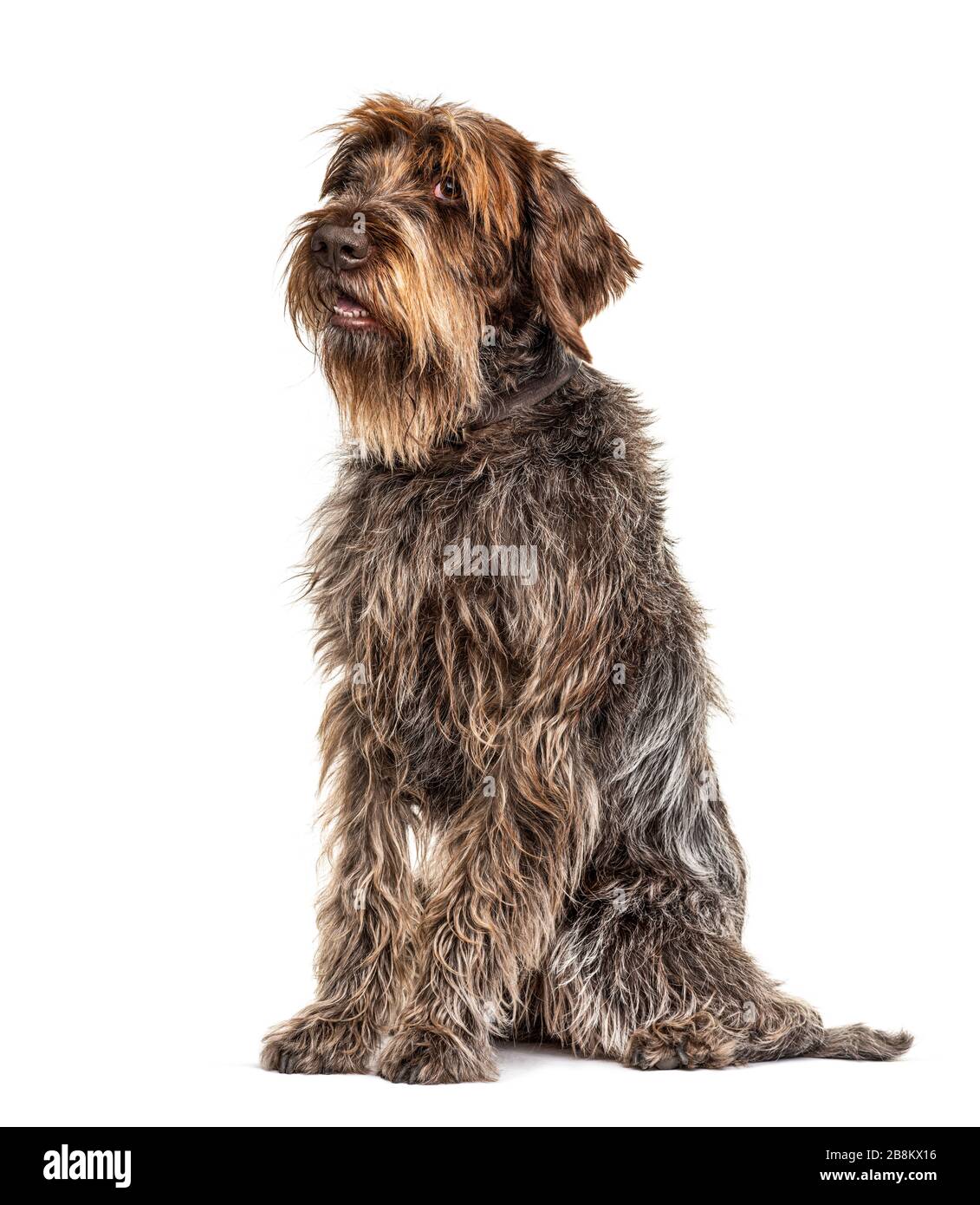 Sitting Expressive Korthals Griffon dog, isolated on white Stock Photo ...