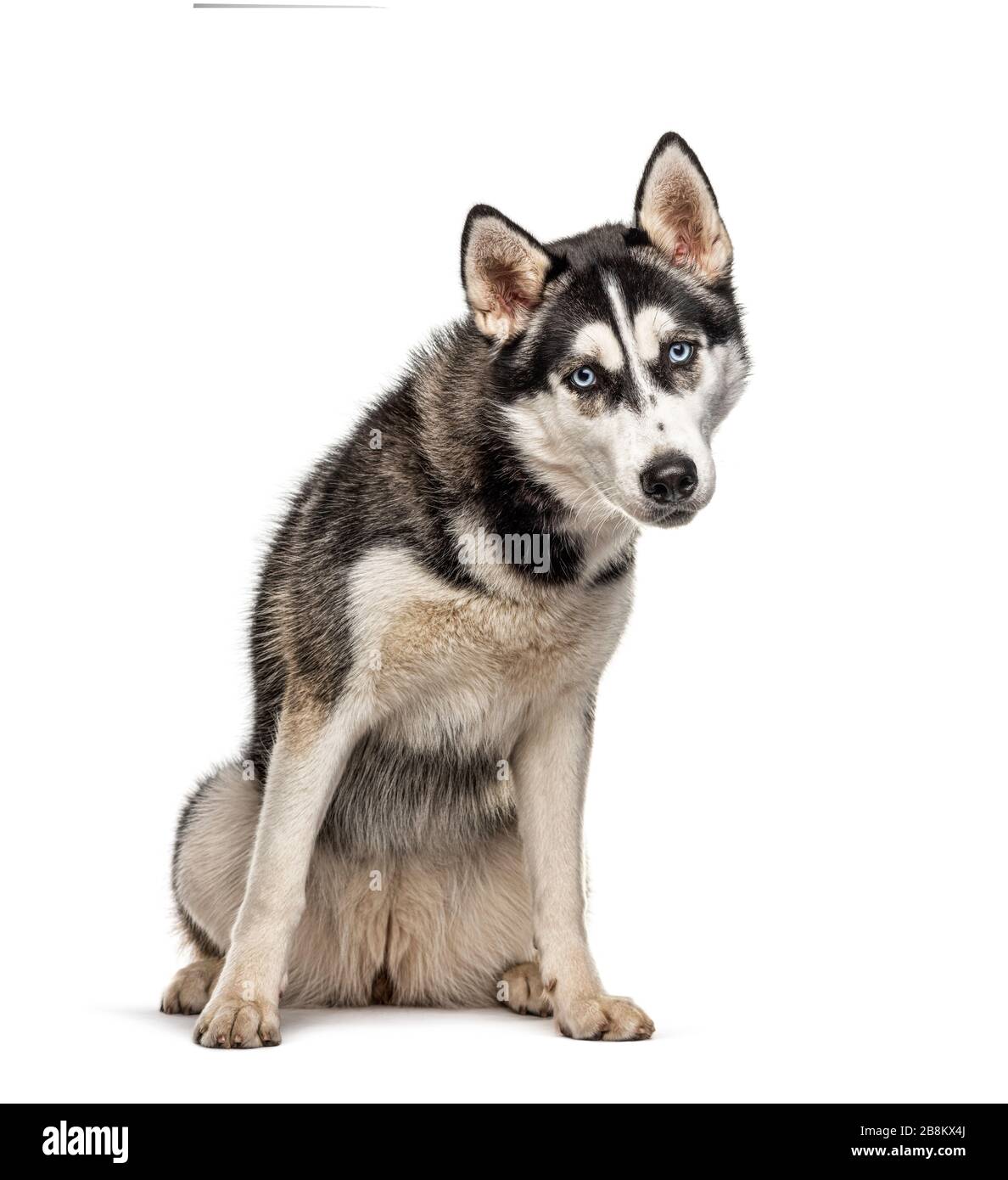 Husky isolated hi-res stock photography and images - Alamy