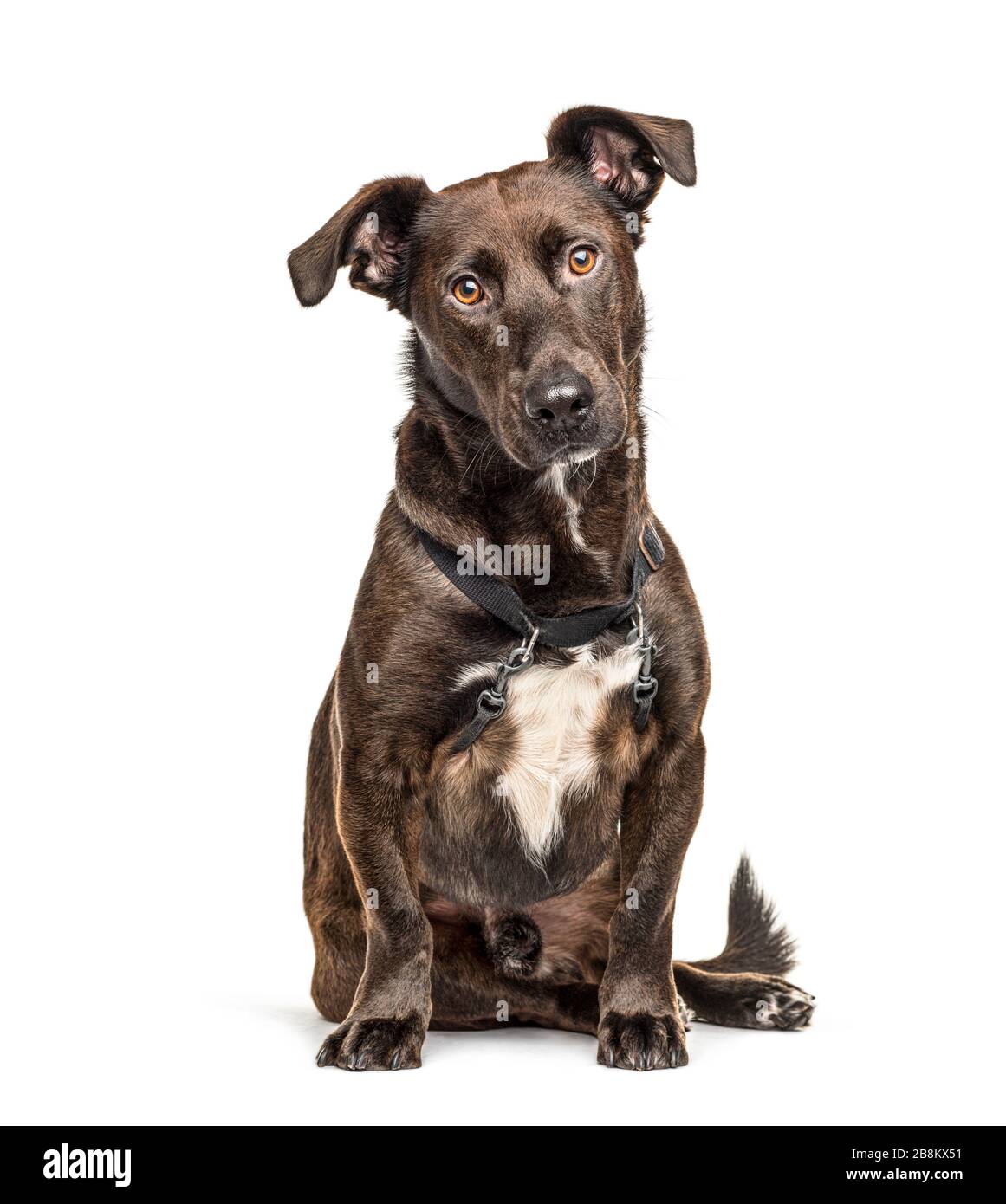 Wearing a harness Crossbreed dog with basset and labrador, isolated on ...