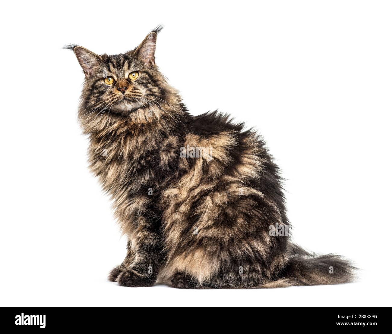 Rear view of a sitting Maine coon looking back Stock Photo - Alamy