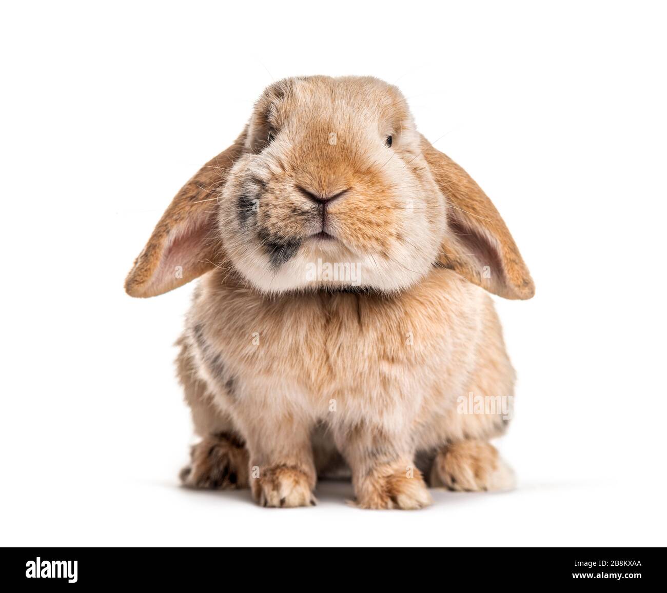 Front view of a rabbit, isolated on white Stock Photo - Alamy