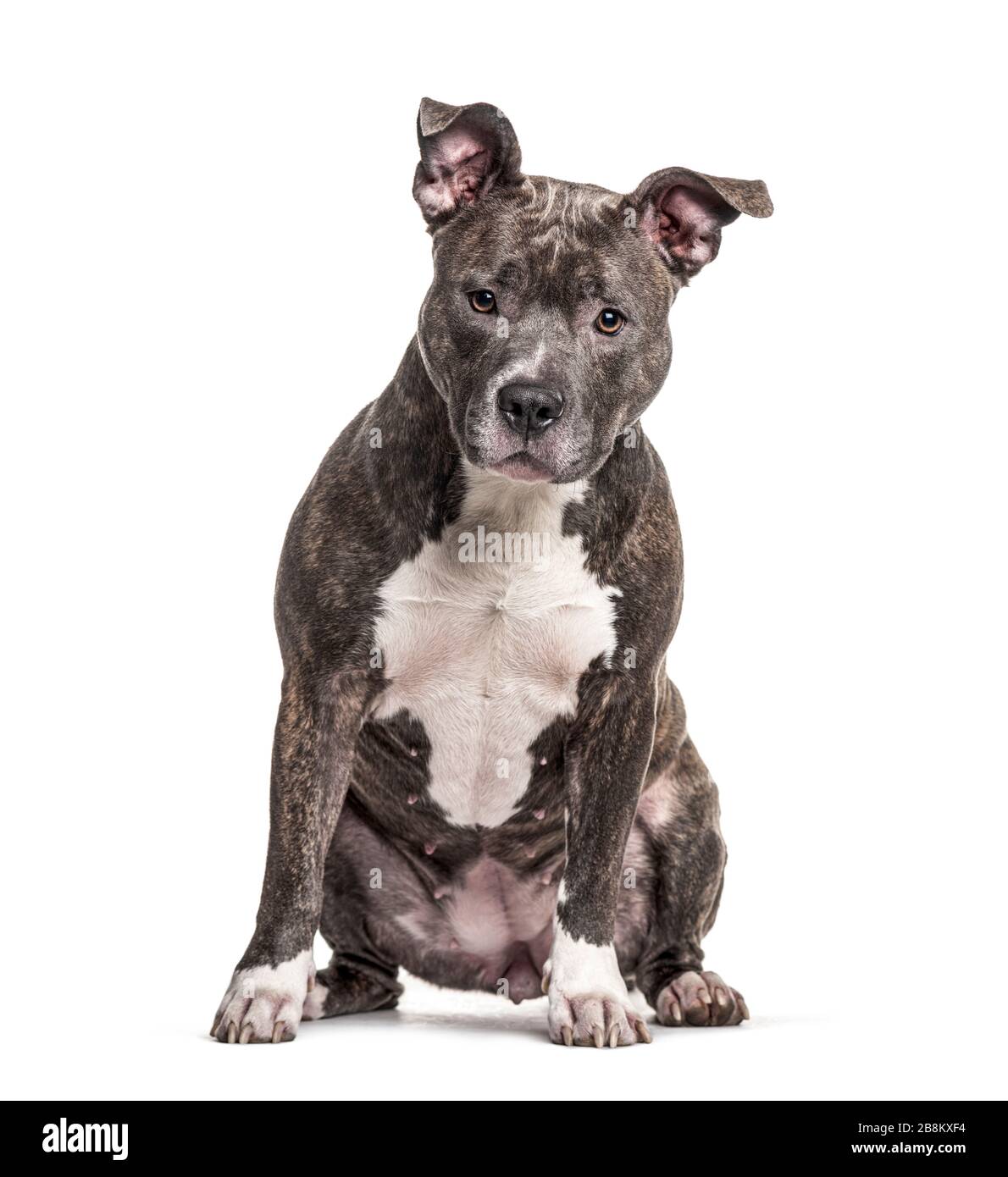 Bully pit Cut Out Stock Images & Pictures - Alamy