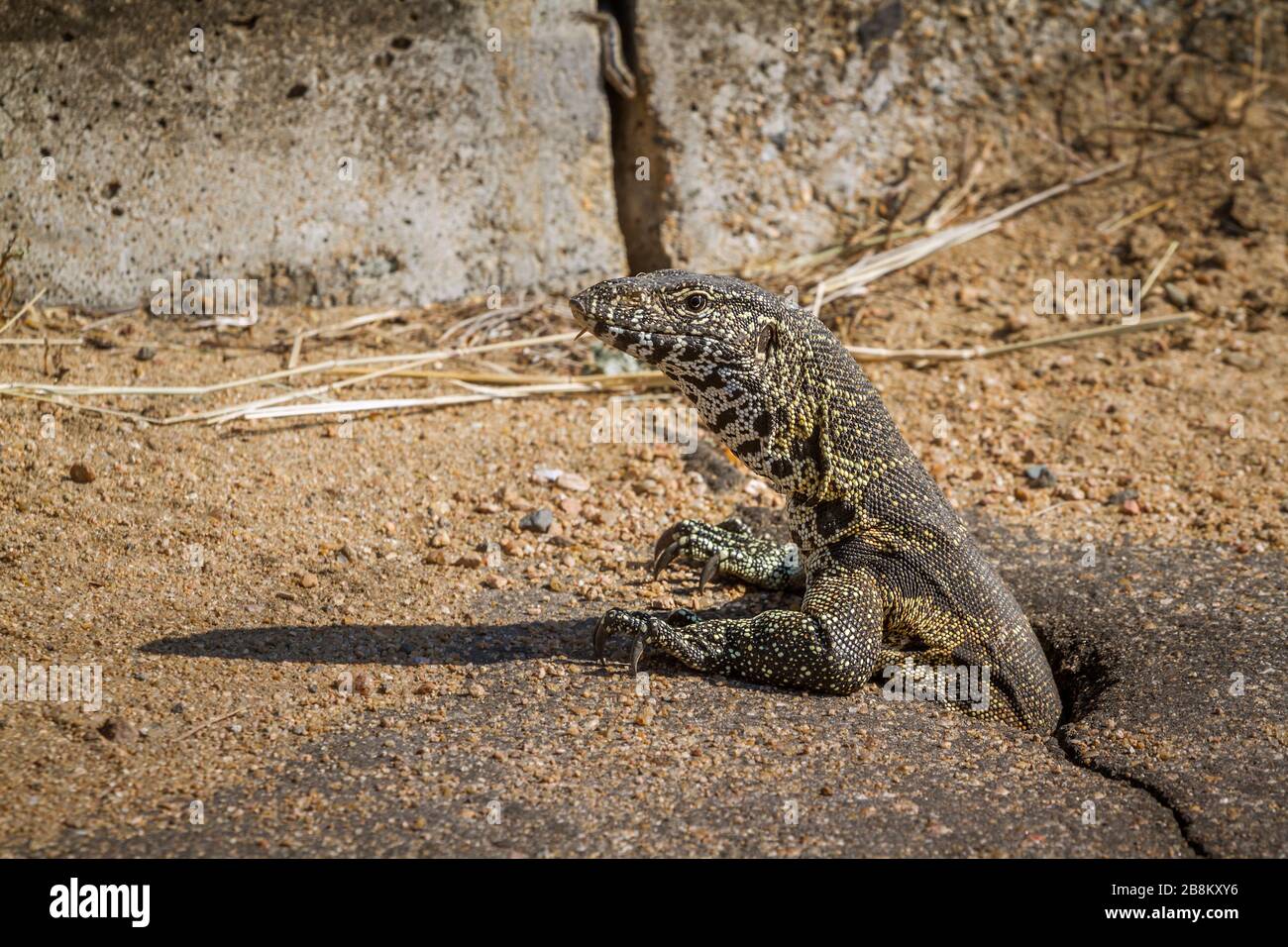 Black water monitor hi-res stock photography and images - Alamy