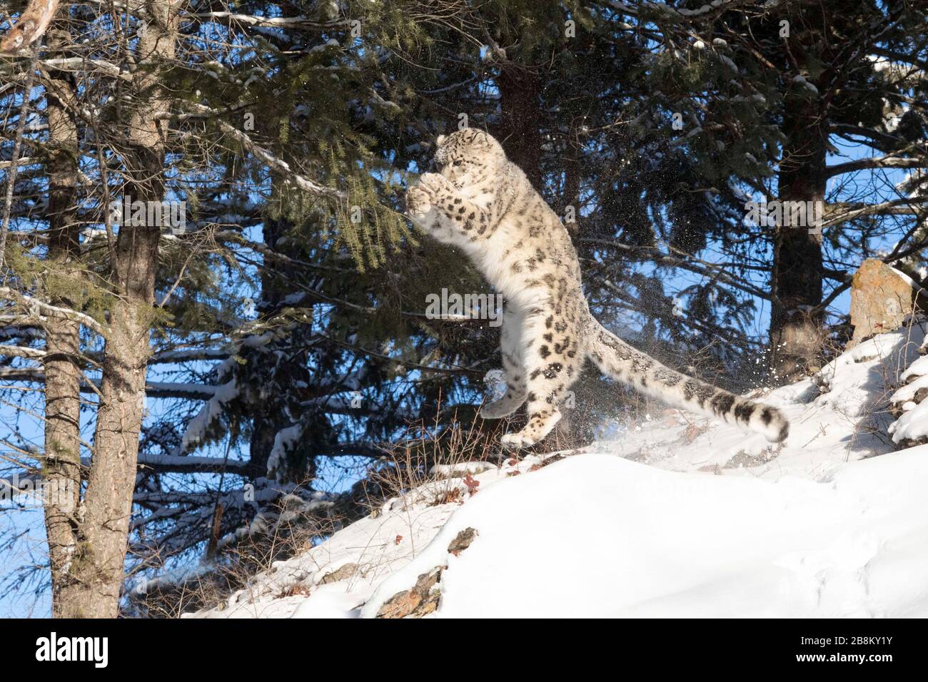 Snow leopard jumping hi-res stock photography and images - Alamy