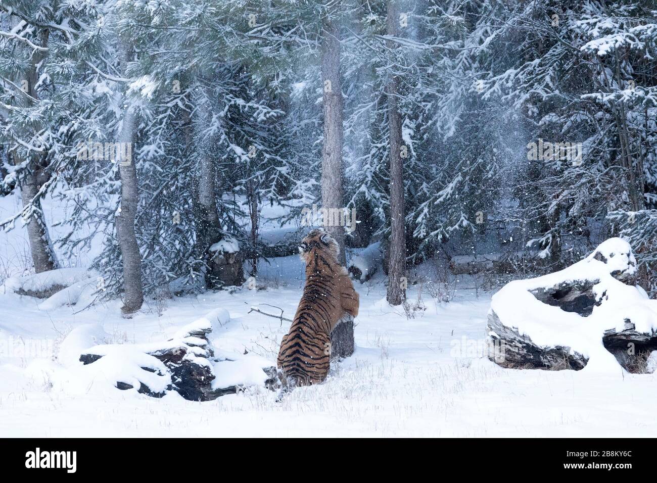 Tiger climbing hi-res stock photography and images - Alamy