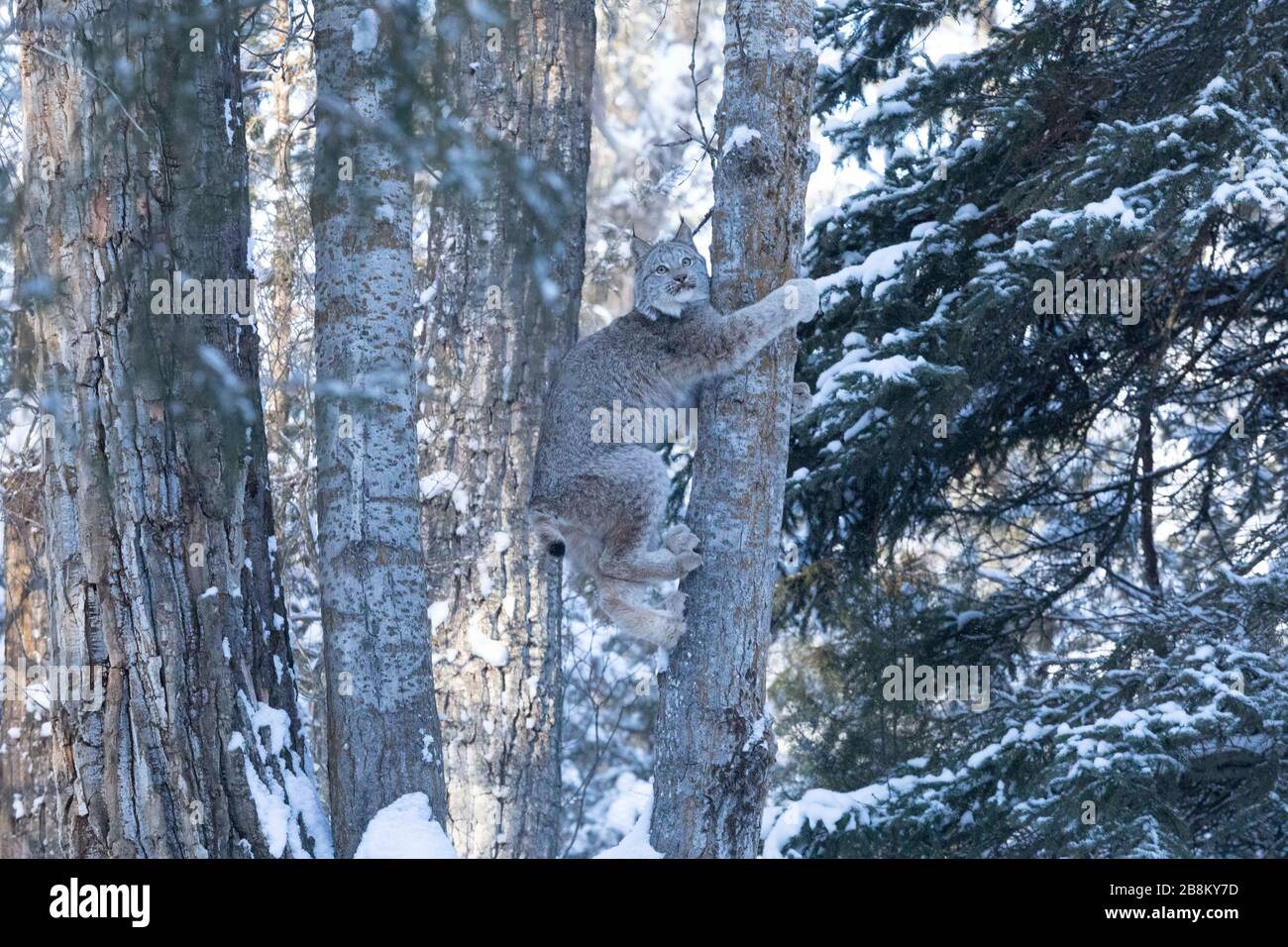 Bobcat climbing a three Stock Photo - Alamy